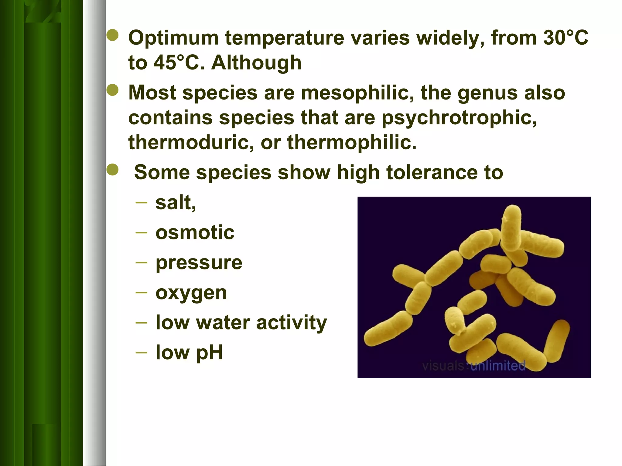 Classification of Lactic acid bacteria | PPT