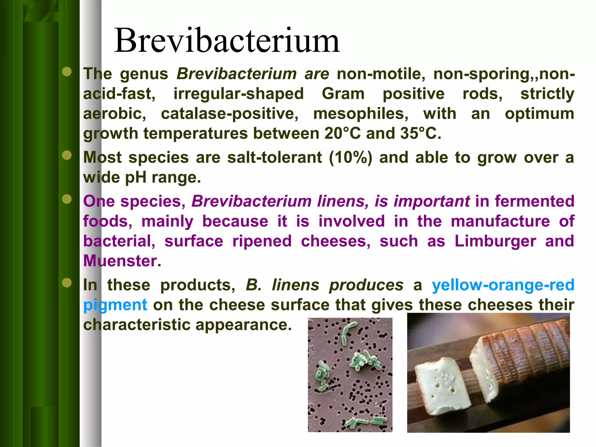 Classification of Lactic acid bacteria | PPT