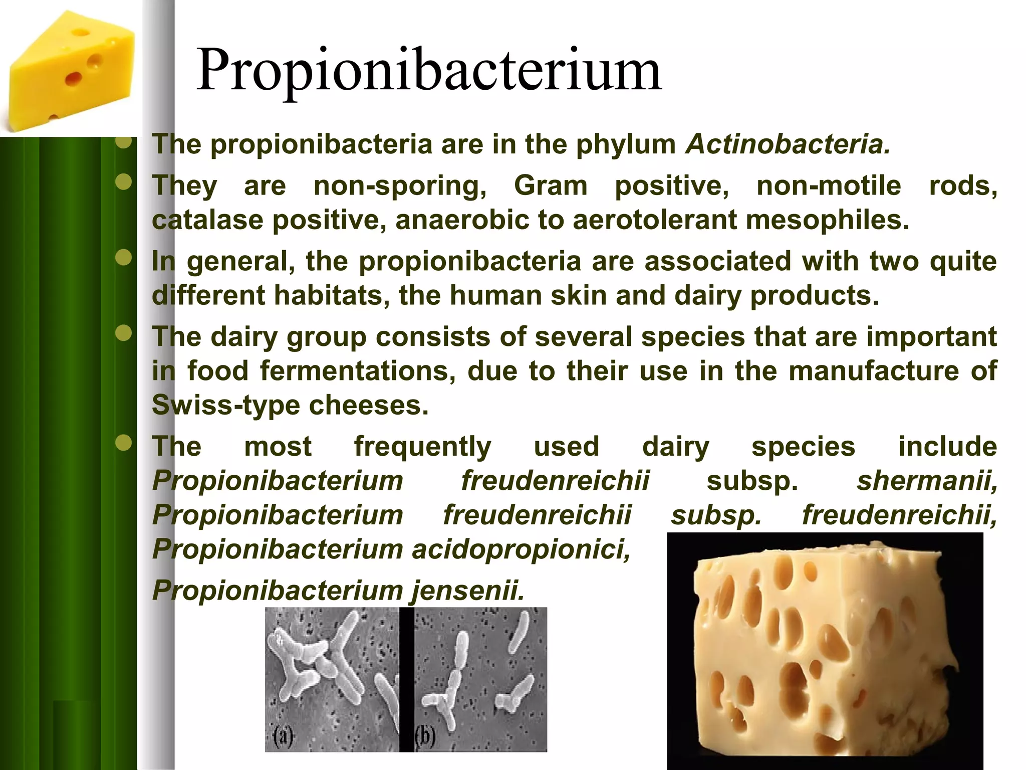 Classification of Lactic acid bacteria | PPT