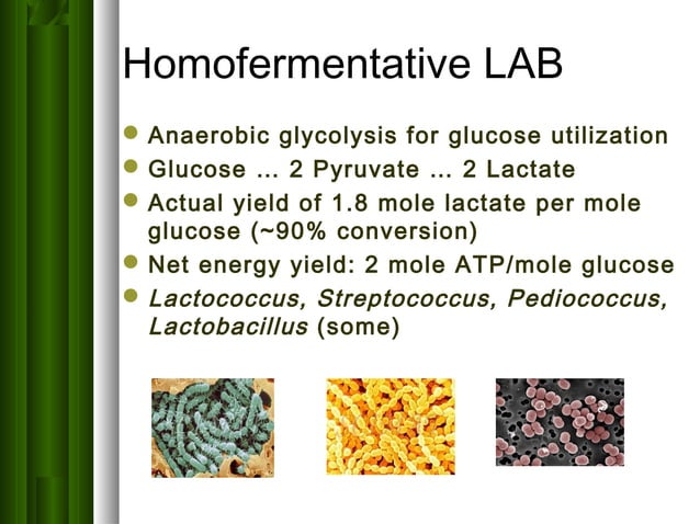 Classification of Lactic acid bacteria | PPT