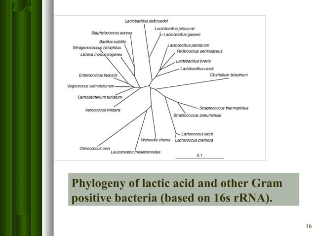 Classification of Lactic acid bacteria | PPT