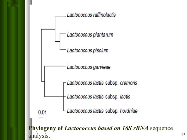 Classification Of Lactic Acid Bacteria Ppt
