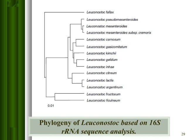 Classification of Lactic acid bacteria | PPT
