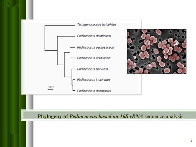 Classification of Lactic acid bacteria | PPT
