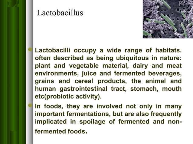 Classification Of Lactic Acid Bacteria Ppt