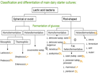 Classification of Lactic acid bacteria | PPT