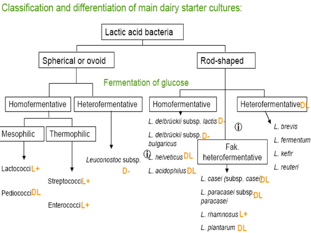 Classification Of Lactic Acid Bacteria