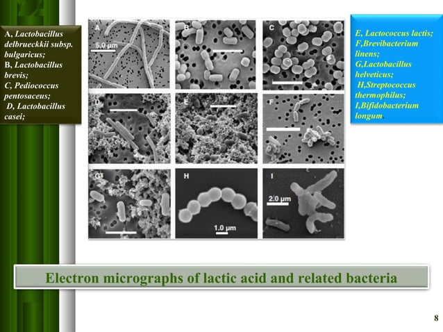 Classification Of Lactic Acid Bacteria