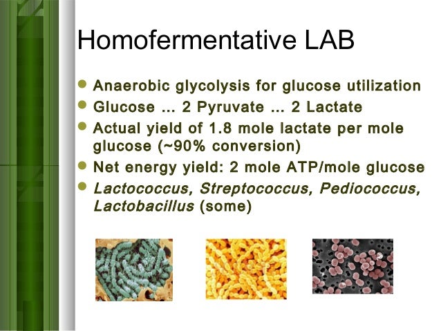 Classification Of Lactic Acid Bacteria
