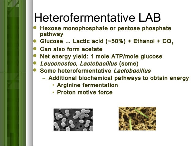 Classification Of Lactic Acid Bacteria
