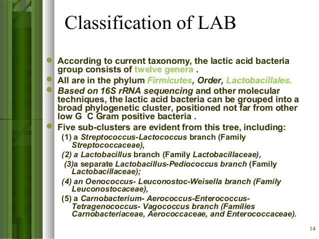 Classification Of Lactic Acid Bacteria