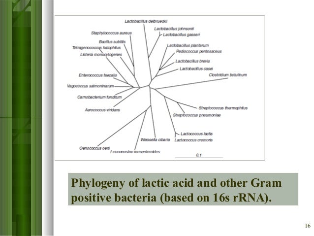 Classification Of Lactic Acid Bacteria