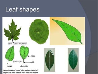 Classification of leaf on different basis | PPTX