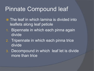 Classification of leaf on different basis | PPTX