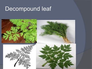 Classification of leaf on different basis | PPTX