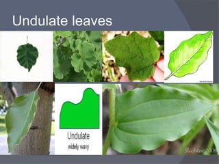 Classification of leaf on different basis | PPTX