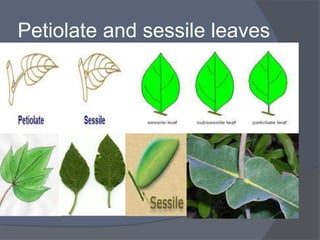 Classification of leaf on different basis | PPTX