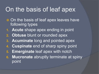 Classification of leaf on different basis | PPTX