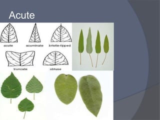 Classification of leaf on different basis | PPTX