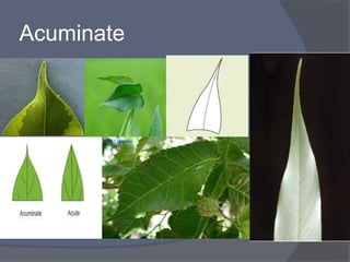 Classification of leaf on different basis | PPTX