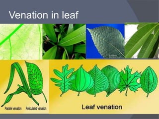 Classification of leaf on different basis | PPTX