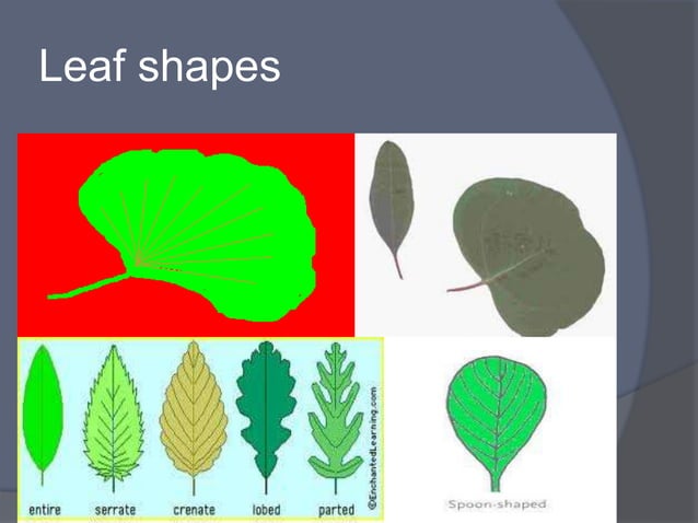 Classification of leaf on different basis | PPT