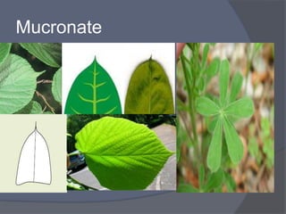 Classification of leaf on different basis | PPT