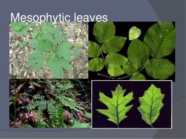 Classification of leaf on different basis