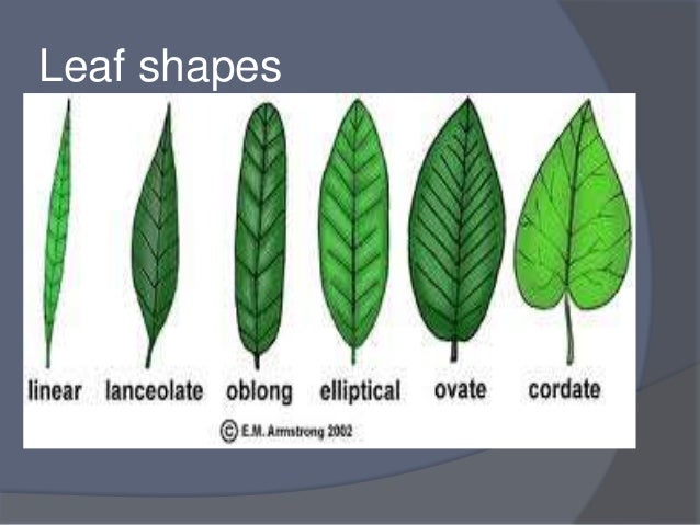 Classification of leaf on different basis