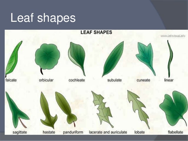 Classification of leaf on different basis