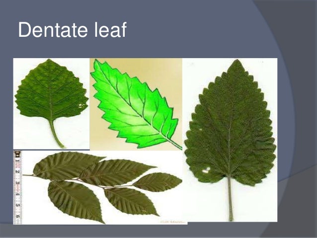 Classification of leaf on different basis