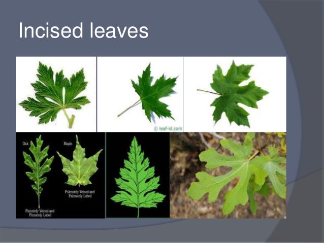 Classification of leaf on different basis