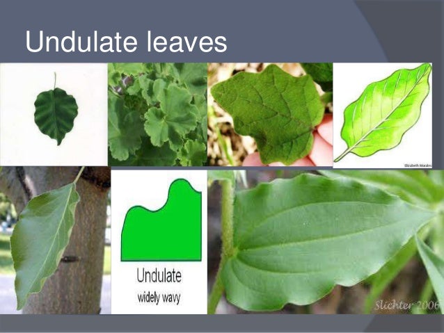 Classification of leaf on different basis