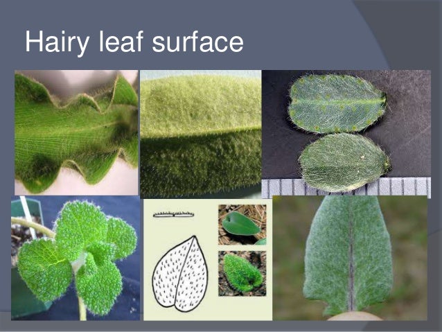 Classification of leaf on different basis