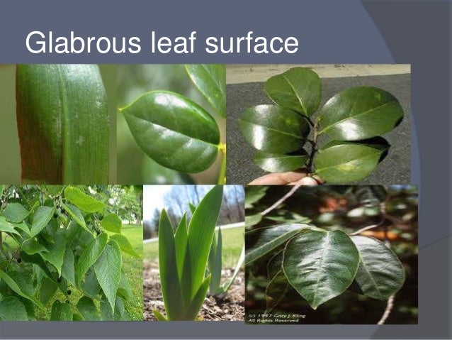 Classification of leaf on different basis