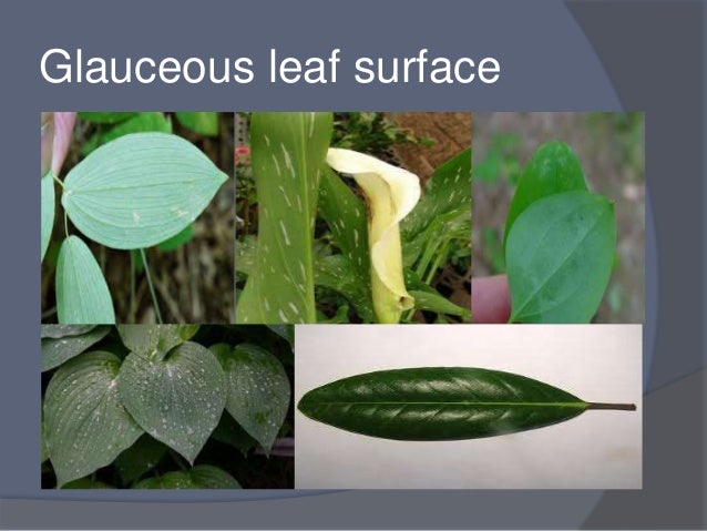 Classification of leaf on different basis