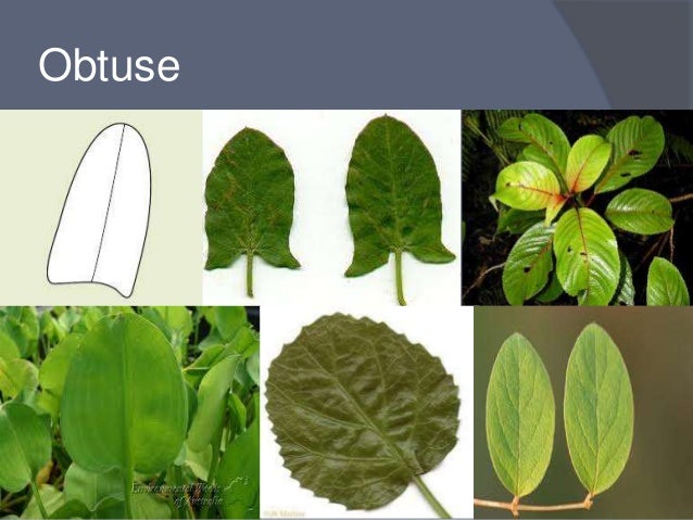 Classification of leaf on different basis
