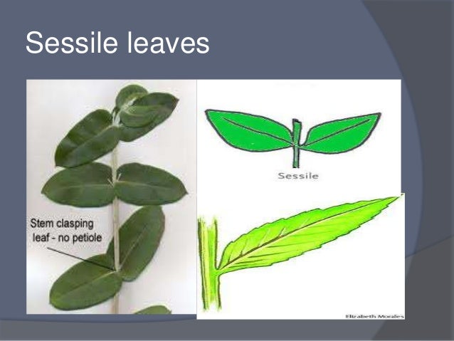 Classification of leaf on different basis