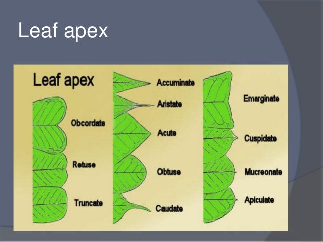 Classification of leaf on different basis