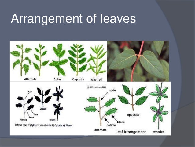 Classification of leaf on different basis