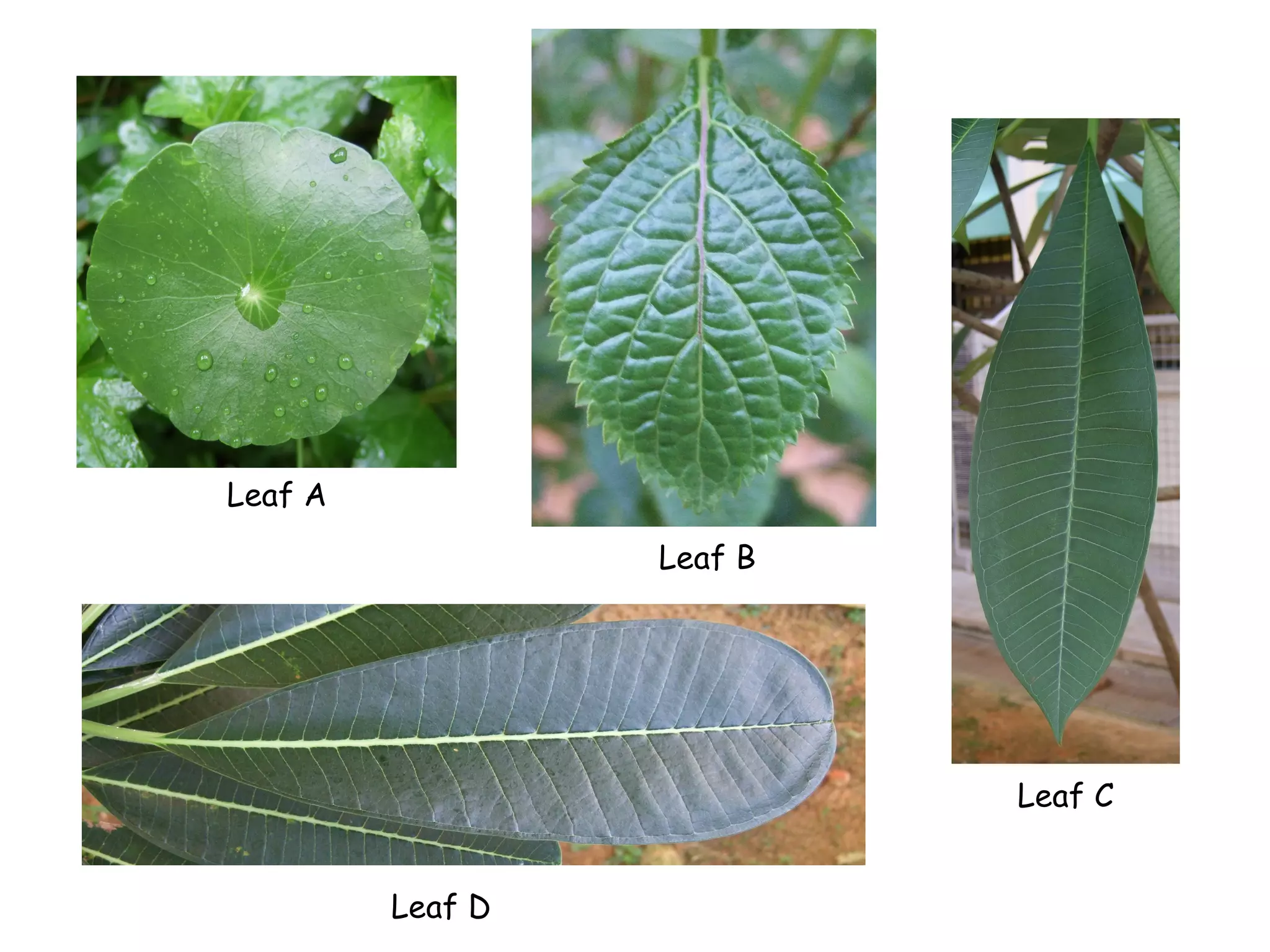 Classification Of Leaves | PPT
