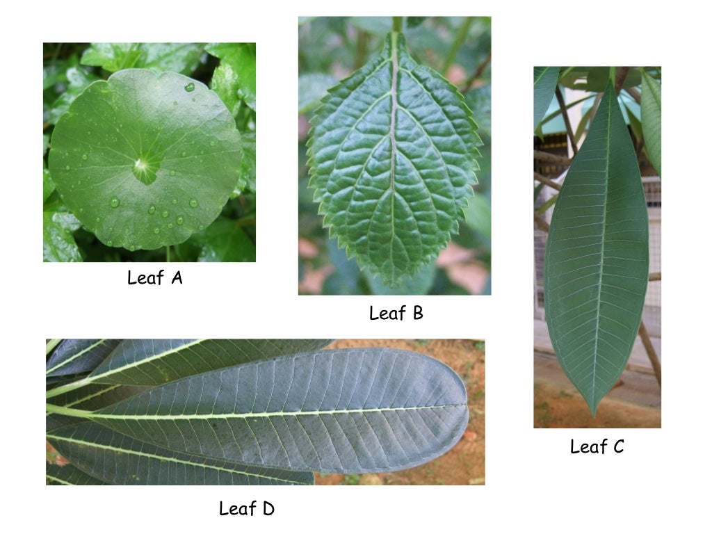 Classification Of Leaves
