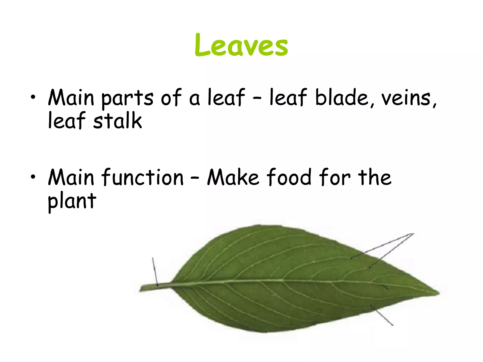 Classification of leaves | PPTX