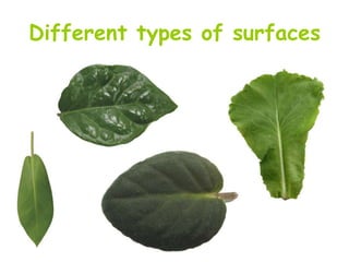 Classification of leaves | PPTX