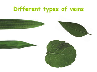Classification of leaves | PPTX