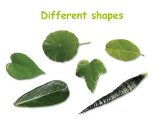 Classification of leaves | PPTX