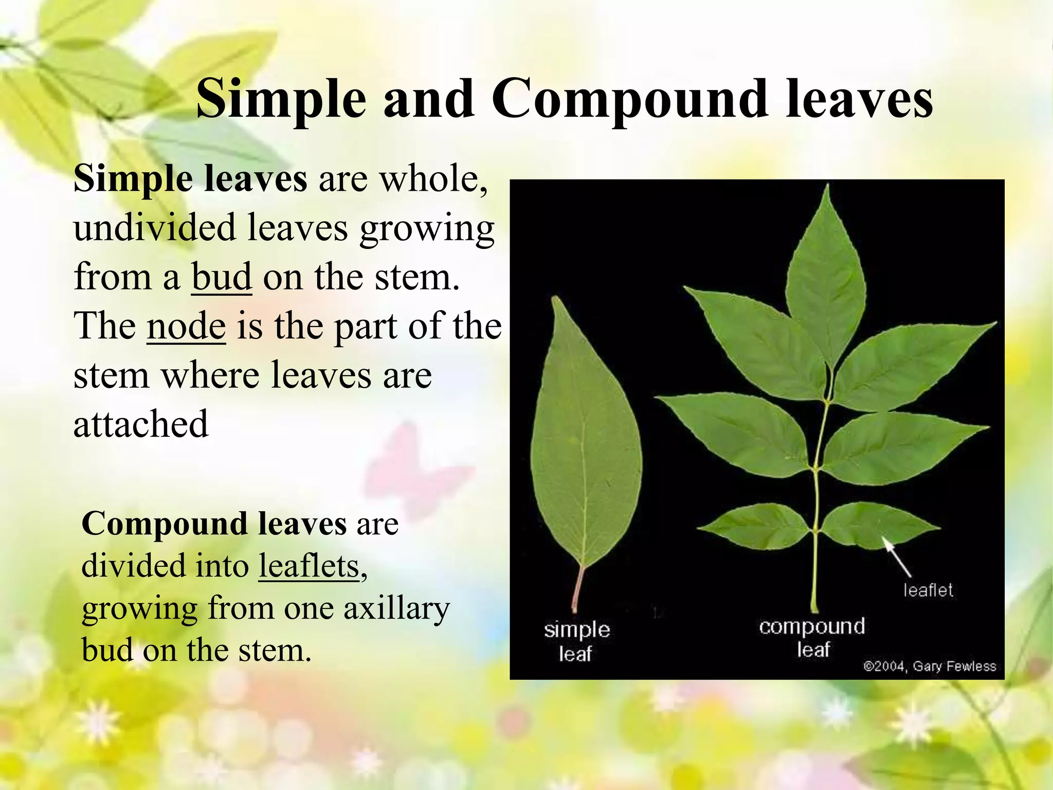 brief classification of leaves | PPTX
