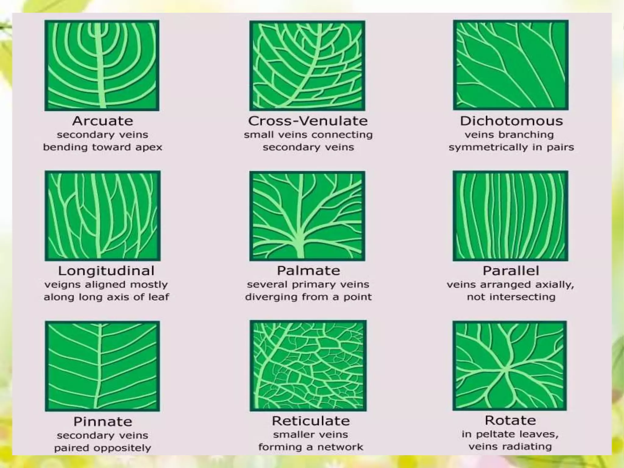 brief classification of leaves | PPTX