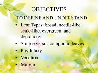 brief classification of leaves | PPTX