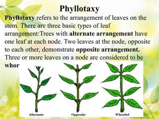 brief classification of leaves | PPTX
